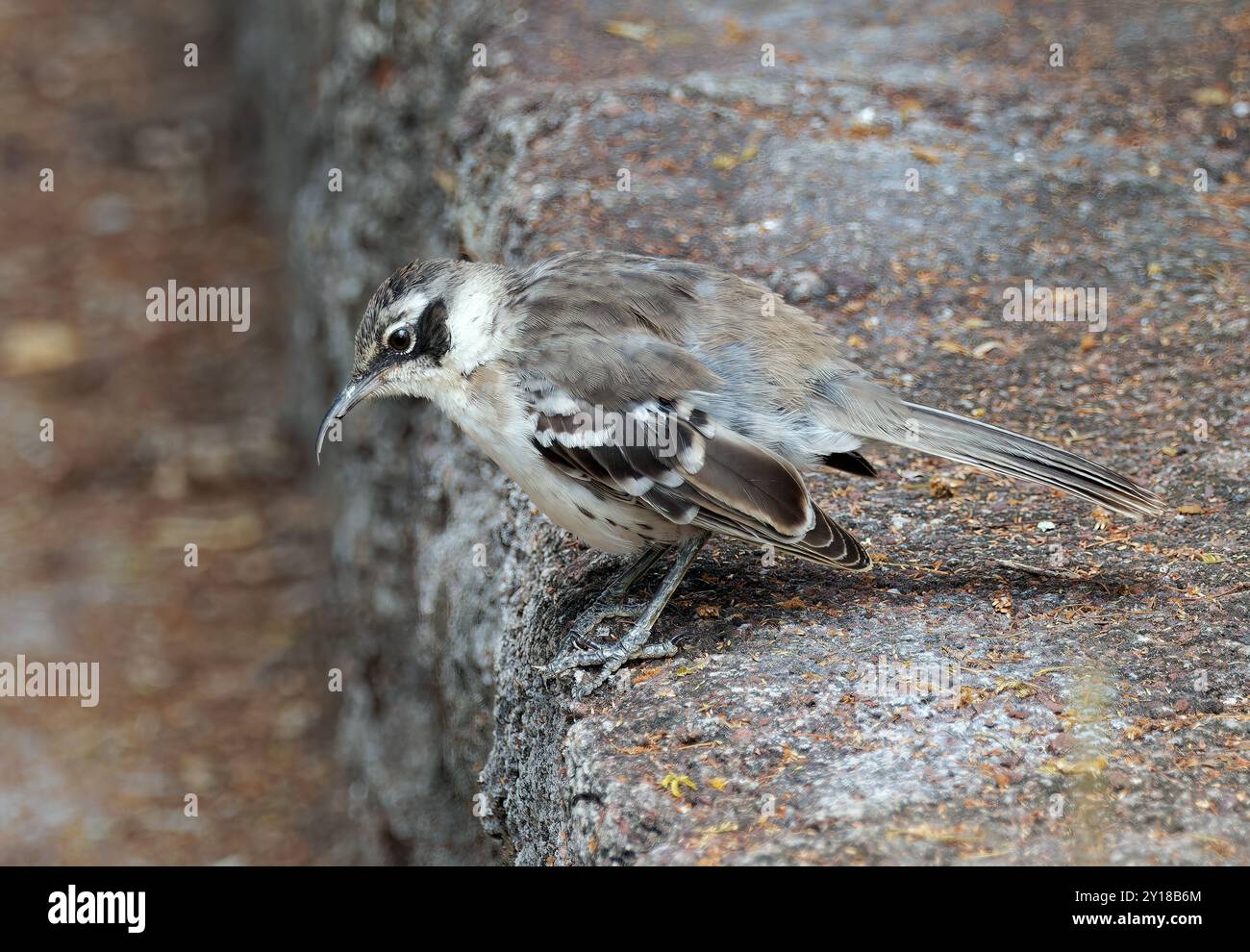 Galápagos mockingbird, Galápagosspottdrossel, Moqueur des Galápagos ...