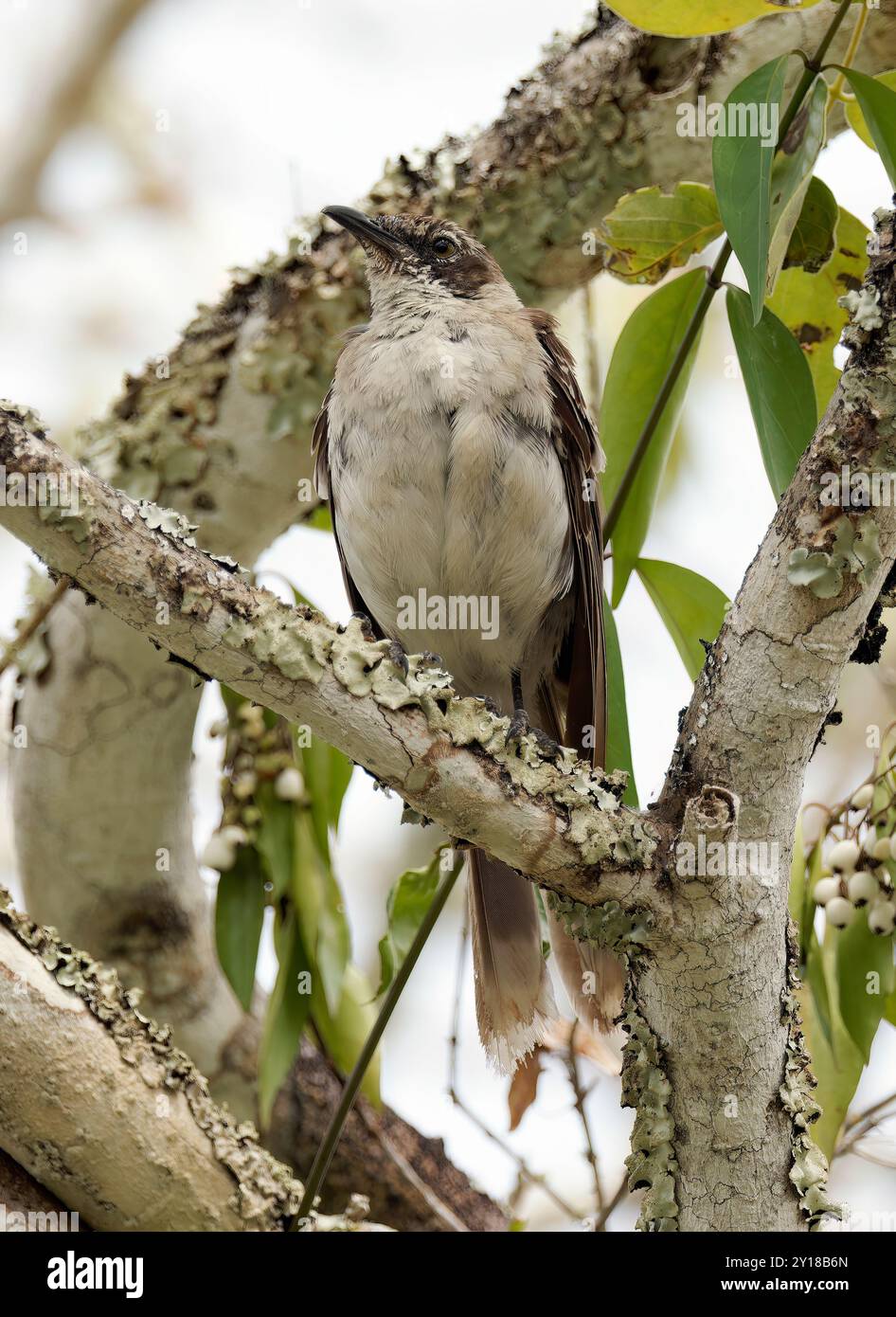 Galápagos mockingbird, Galápagosspottdrossel, Moqueur des Galápagos ...