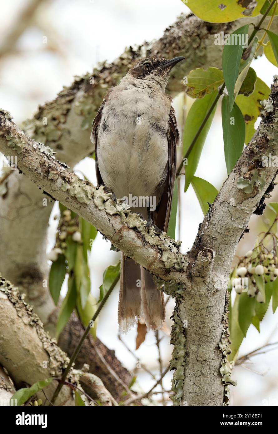 Galápagos mockingbird, Galápagosspottdrossel, Moqueur des Galápagos ...