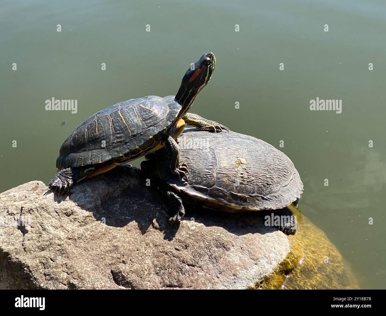 Red-eared Slider (Trachemys scripta elegans) Reptilia Stock Photo - Alamy
