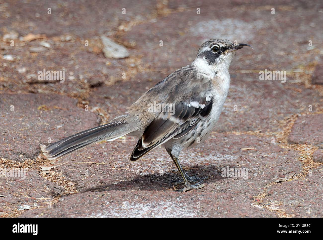 Galápagos mockingbird, Galápagosspottdrossel, Moqueur des Galápagos ...
