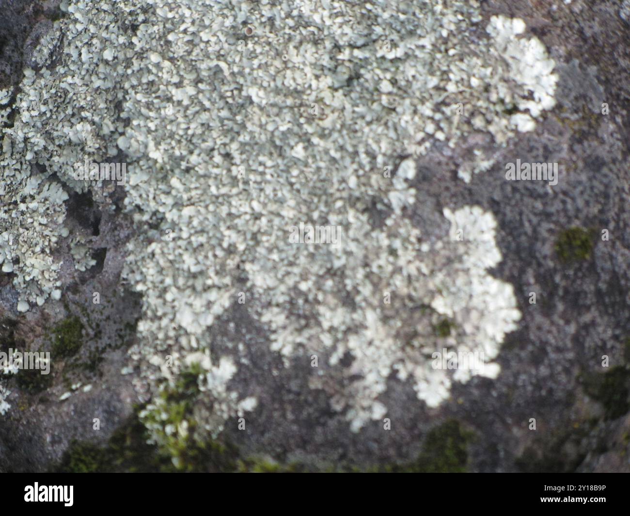 rock greenshield lichen (Flavoparmelia baltimorensis) Fungi Stock Photo ...