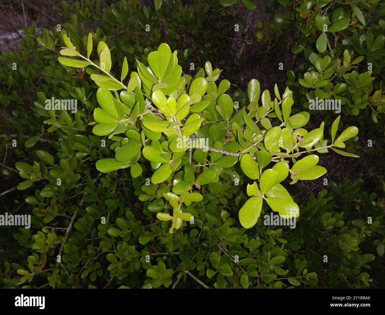 Myrtle Oak (Quercus myrtifolia) Plantae Stock Photo - Alamy