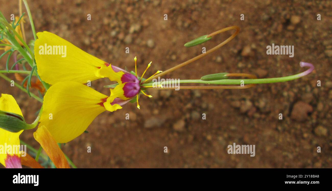 Yellow Mouse Whiskers (Cleome angustifolia) Plantae Stock Photo - Alamy