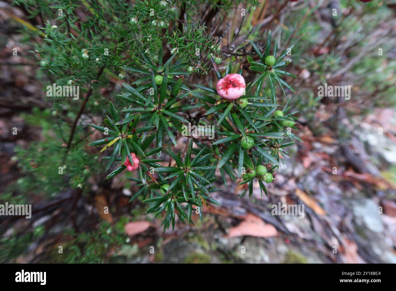 Cheeseberry (Cyathodes glauca) Plantae Stock Photo - Alamy