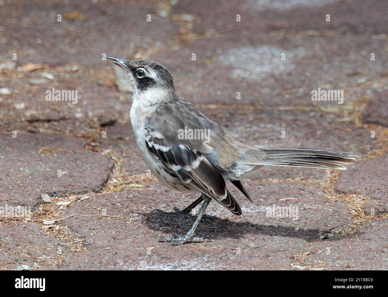 Galápagos mockingbird, Galápagosspottdrossel, Moqueur des Galápagos ...