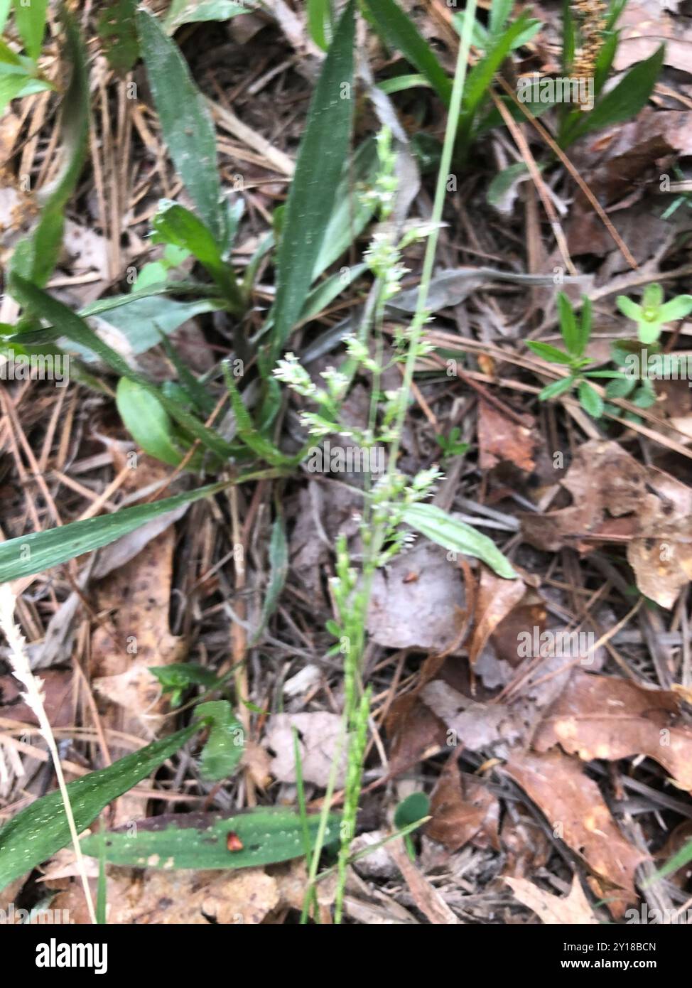 Longleaf Wedgescale (Sphenopholis filiformis) Plantae Stock Photo - Alamy