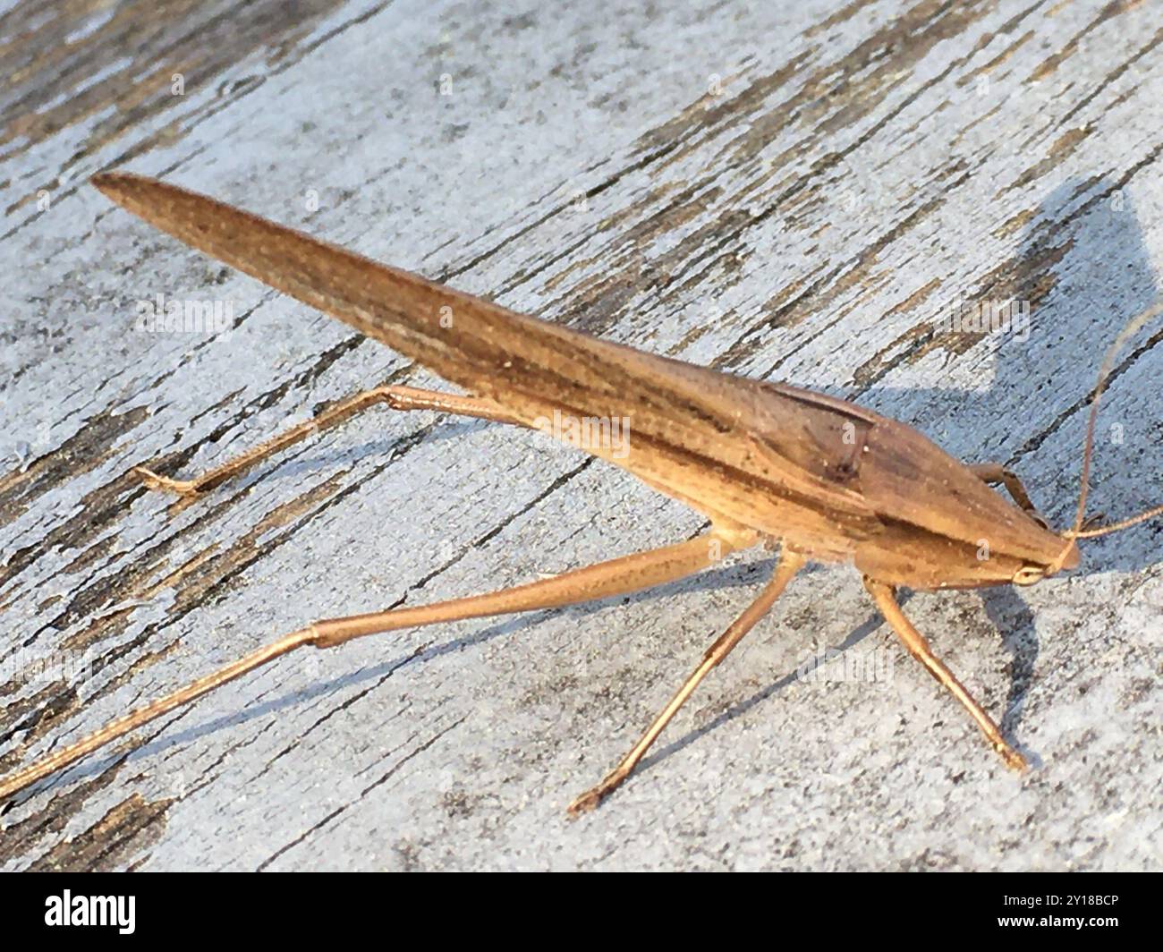 Common Coneheads (Neoconocephalus) Insecta Stock Photo - Alamy