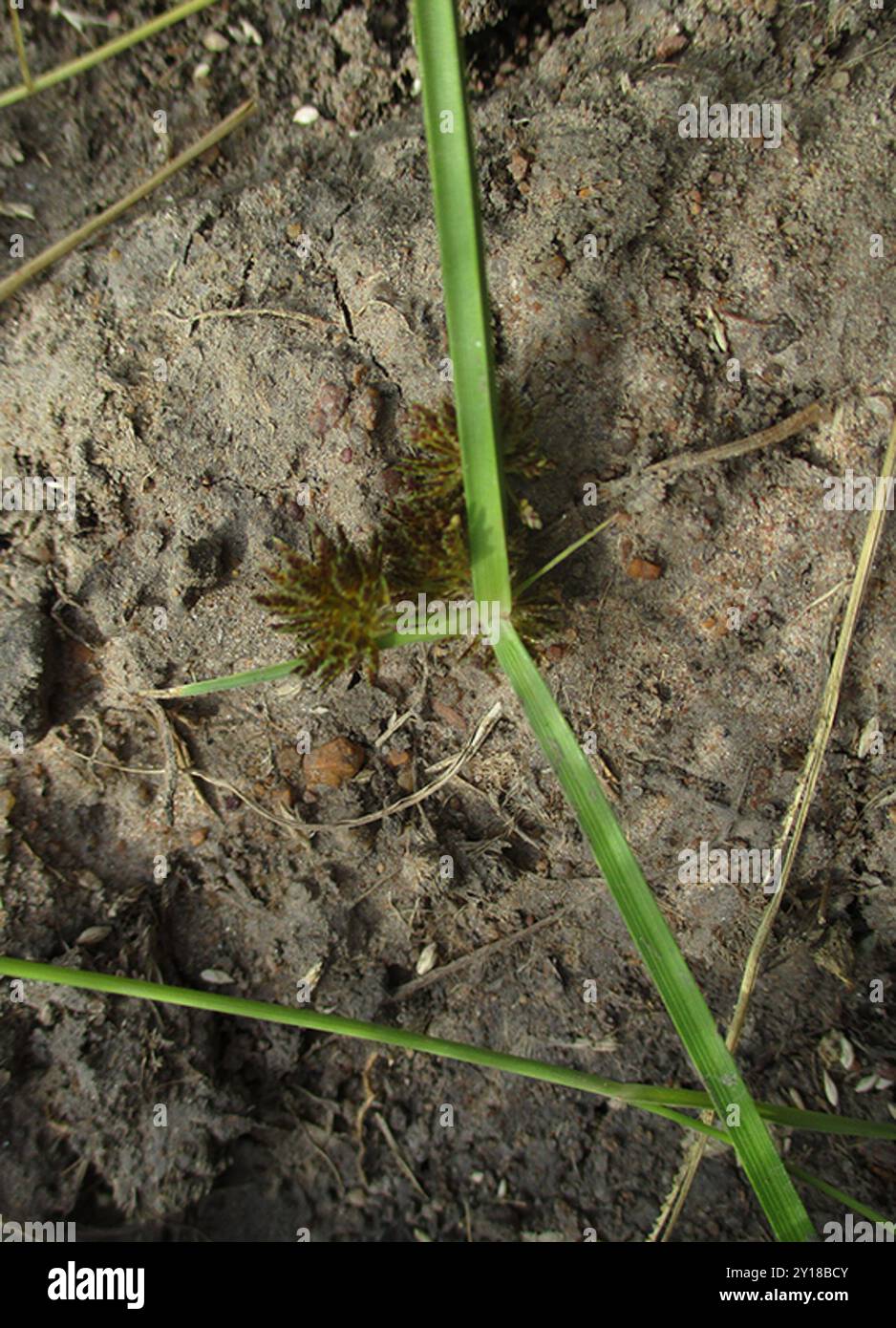 Variable Flatsedge (Cyperus difformis) Plantae Stock Photo - Alamy