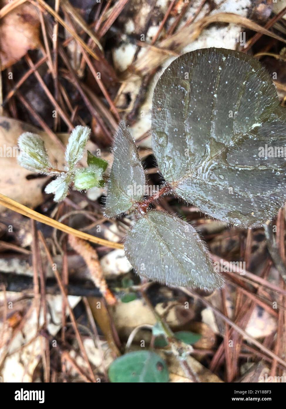 Round-leaved Trailing Tick-trefoil (Desmodium rotundifolium) Plantae ...