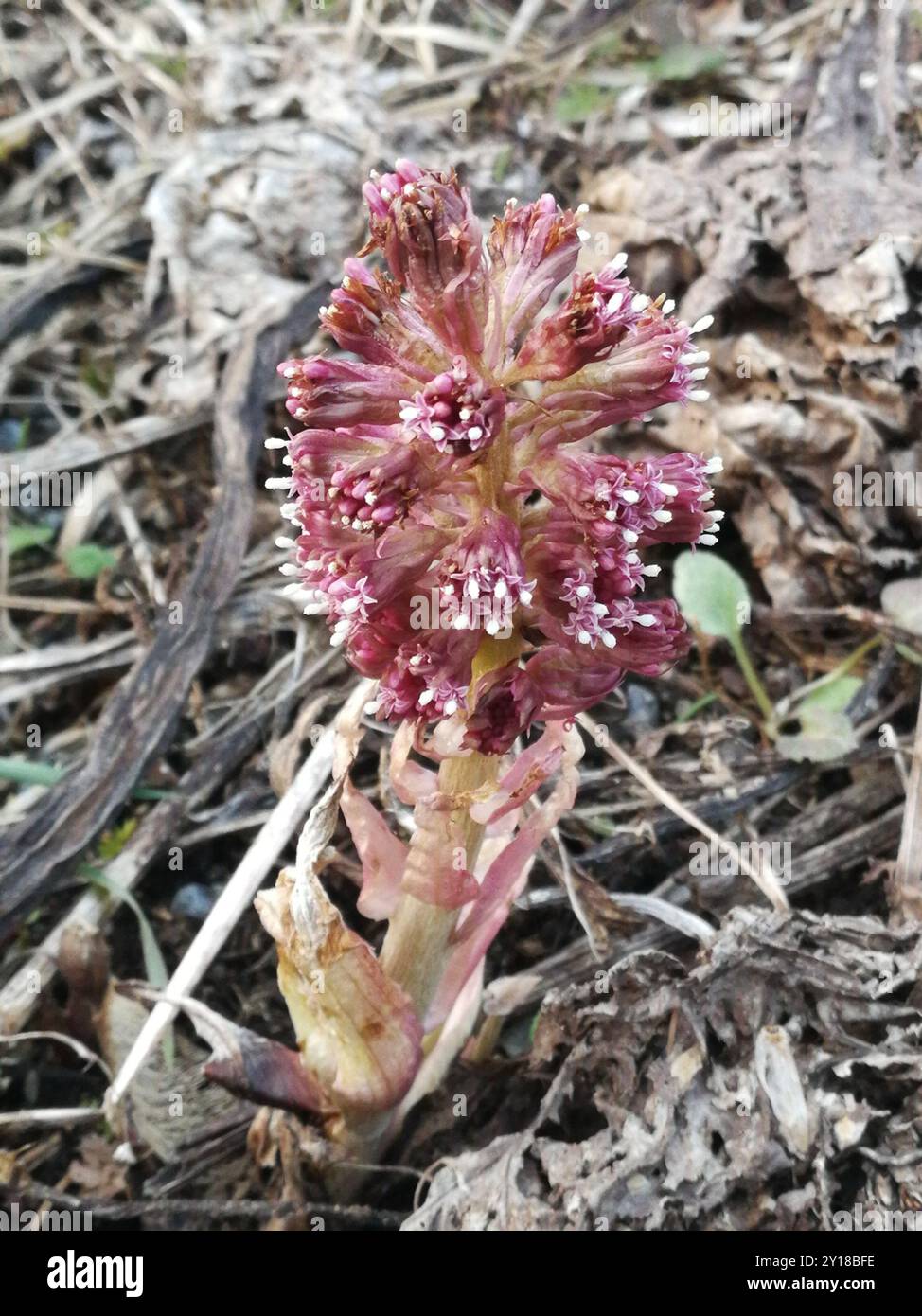 Common Butterbur (Petasites hybridus) Plantae Stock Photo - Alamy