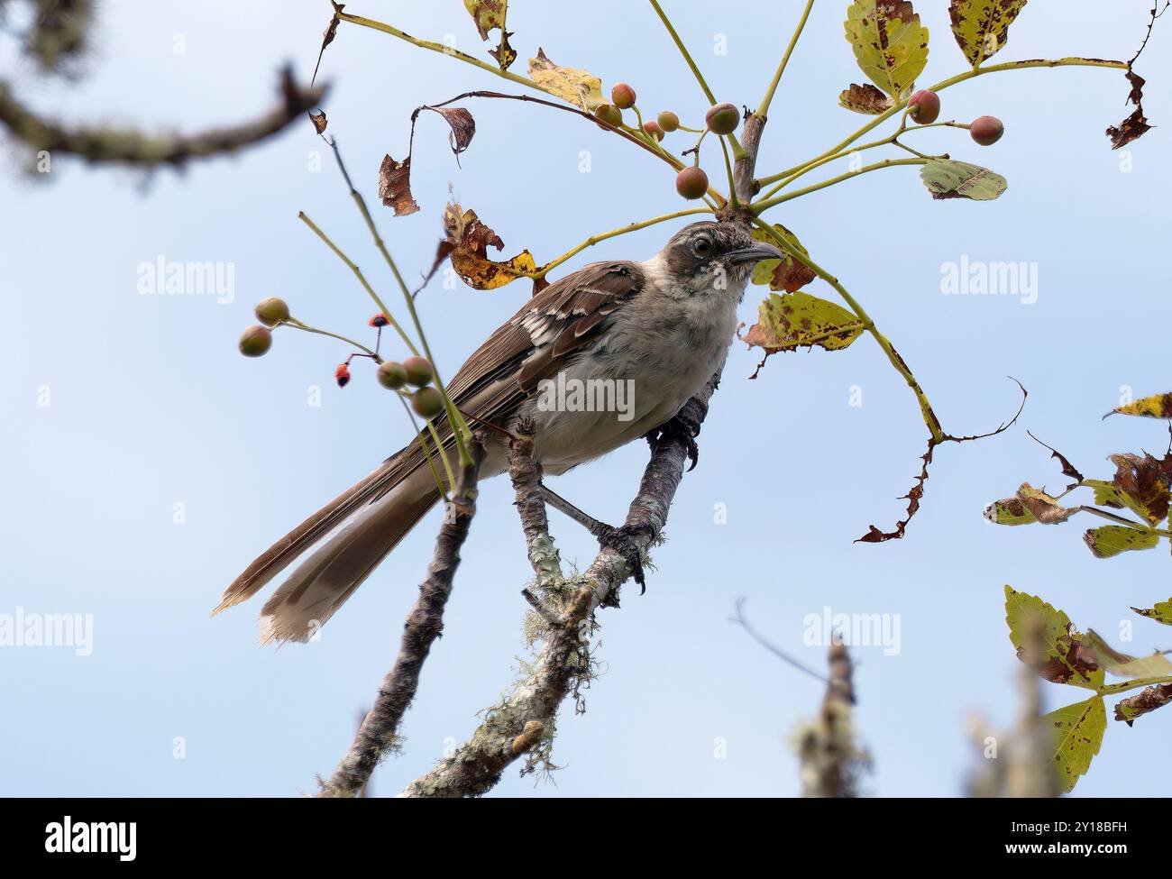Galápagos mockingbird, Galápagosspottdrossel, Moqueur des Galápagos ...