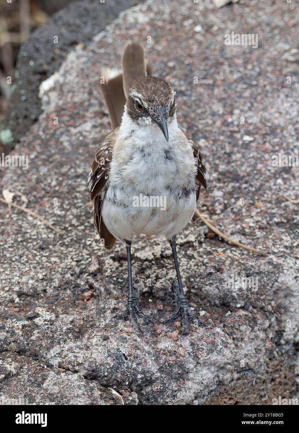 Galápagos mockingbird, Galápagosspottdrossel, Moqueur des Galápagos ...