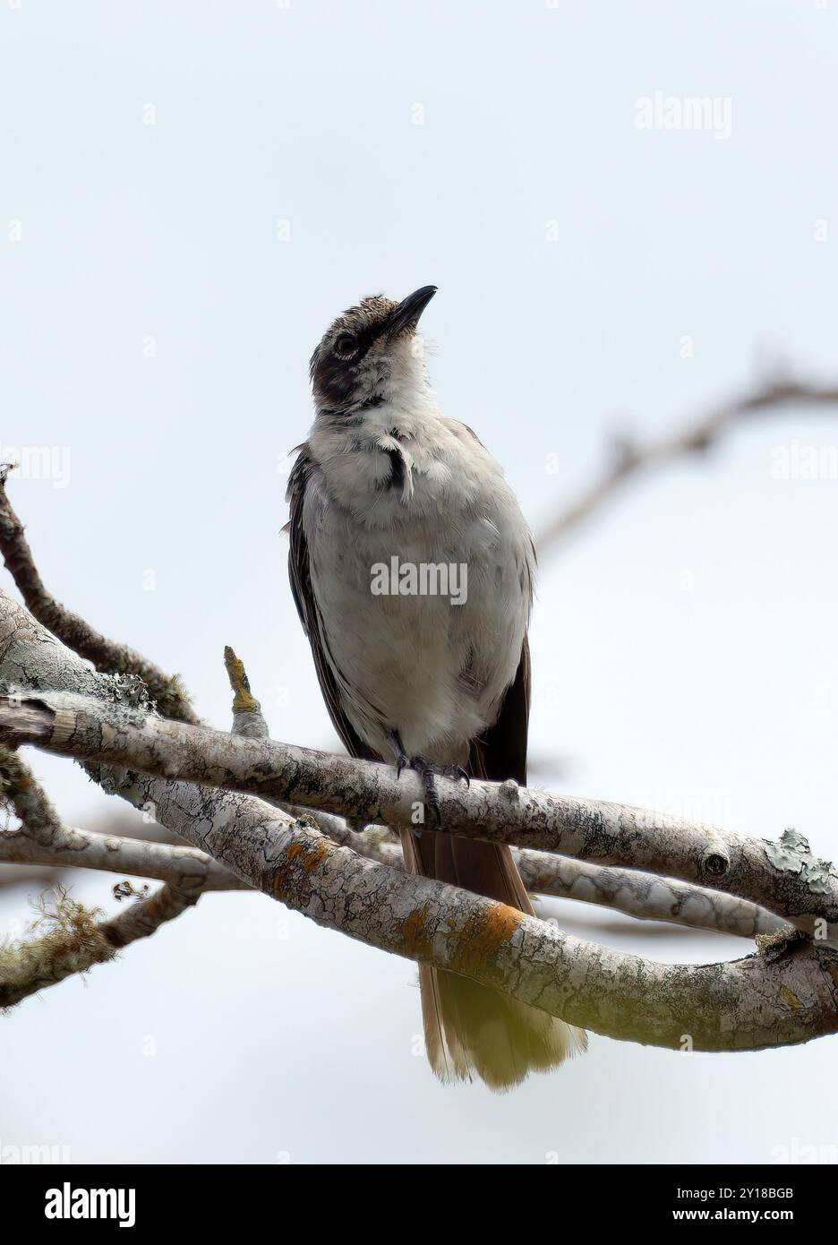 Galápagos mockingbird, Galápagosspottdrossel, Moqueur des Galápagos ...