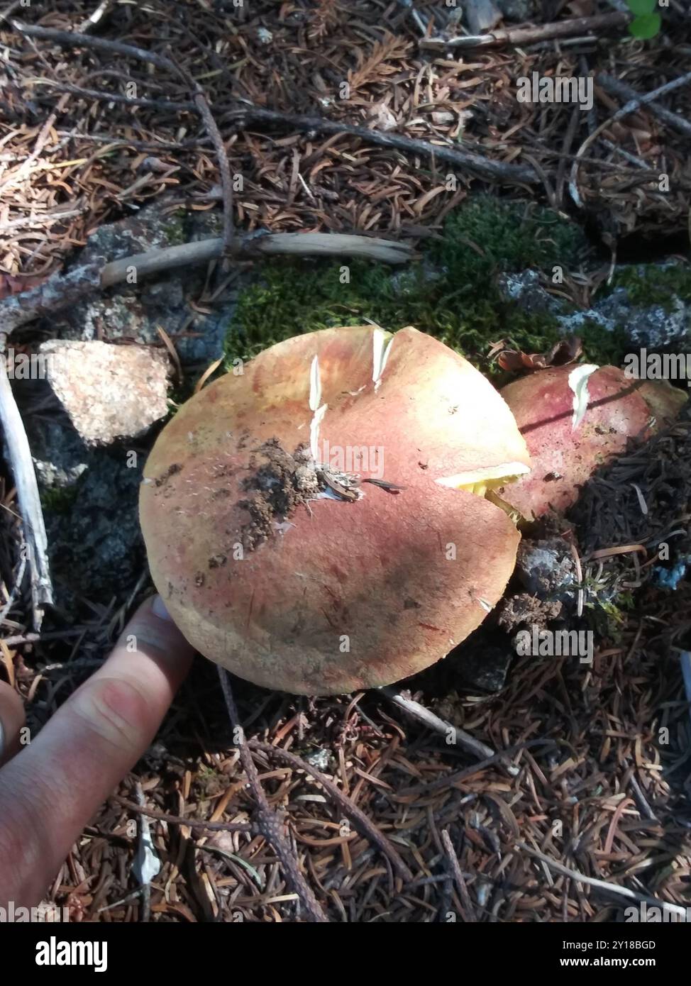 boletes (Boletaceae) Fungi Stock Photo - Alamy