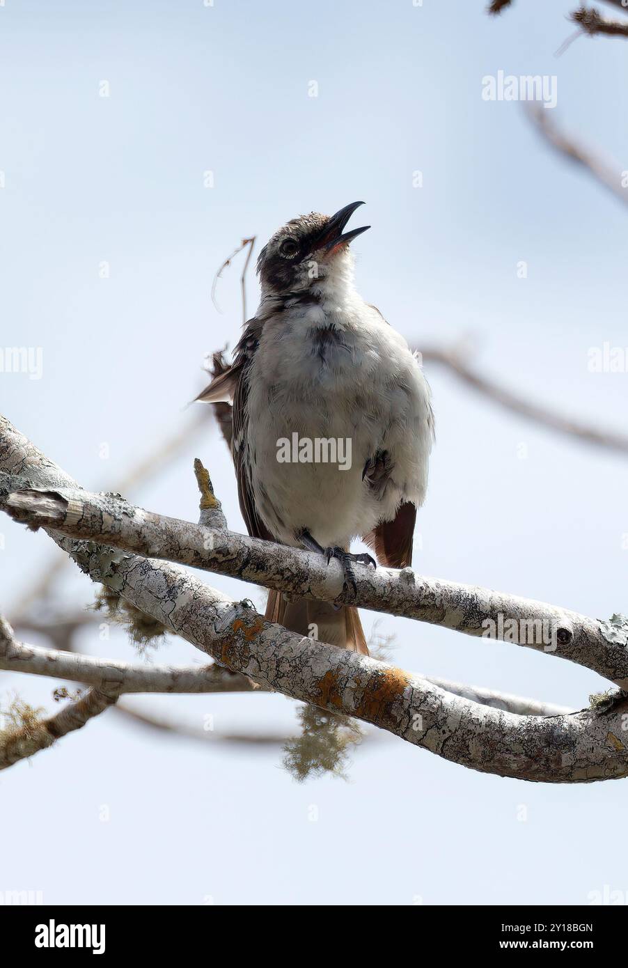 Galápagos mockingbird, Galápagosspottdrossel, Moqueur des Galápagos ...