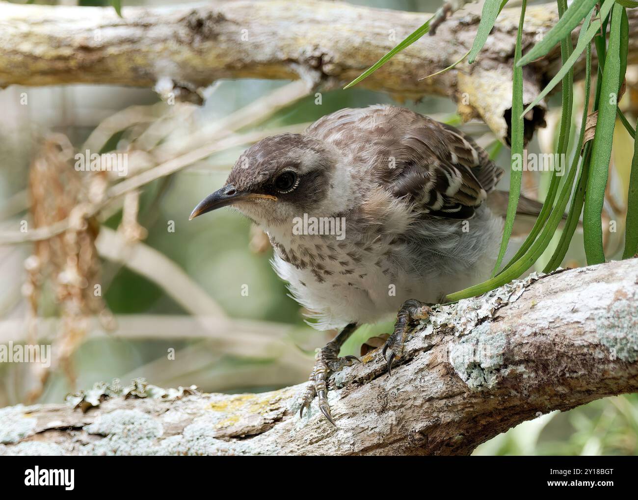 Galápagos mockingbird, Galápagosspottdrossel, Moqueur des Galápagos ...