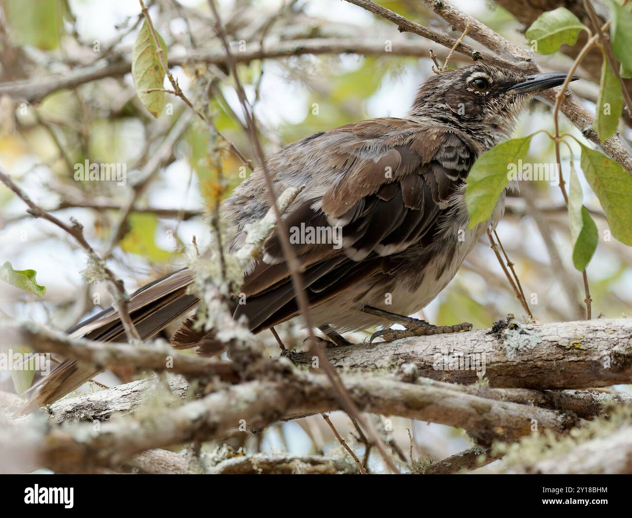 Galápagos mockingbird, Galápagosspottdrossel, Moqueur des Galápagos ...