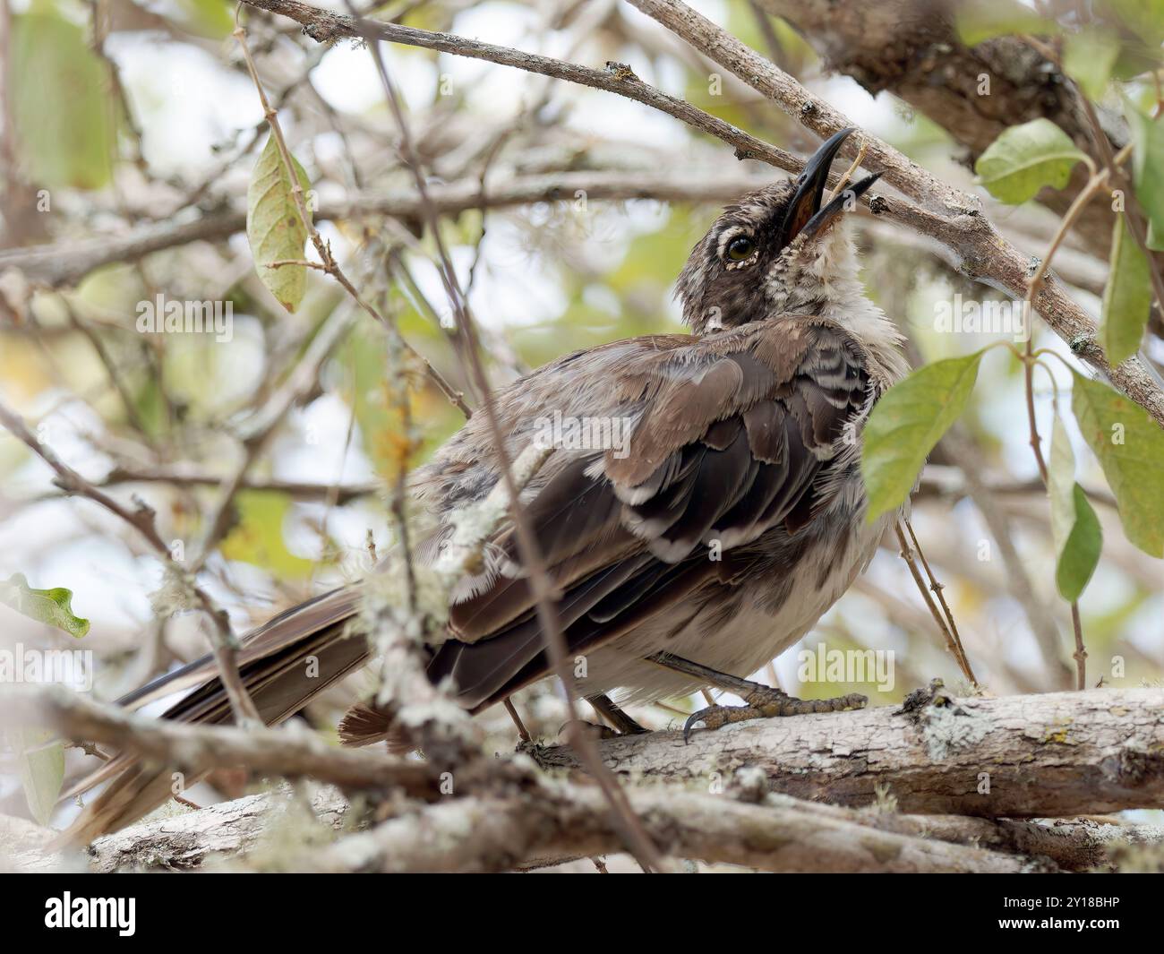 Galápagos mockingbird, Galápagosspottdrossel, Moqueur des Galápagos ...