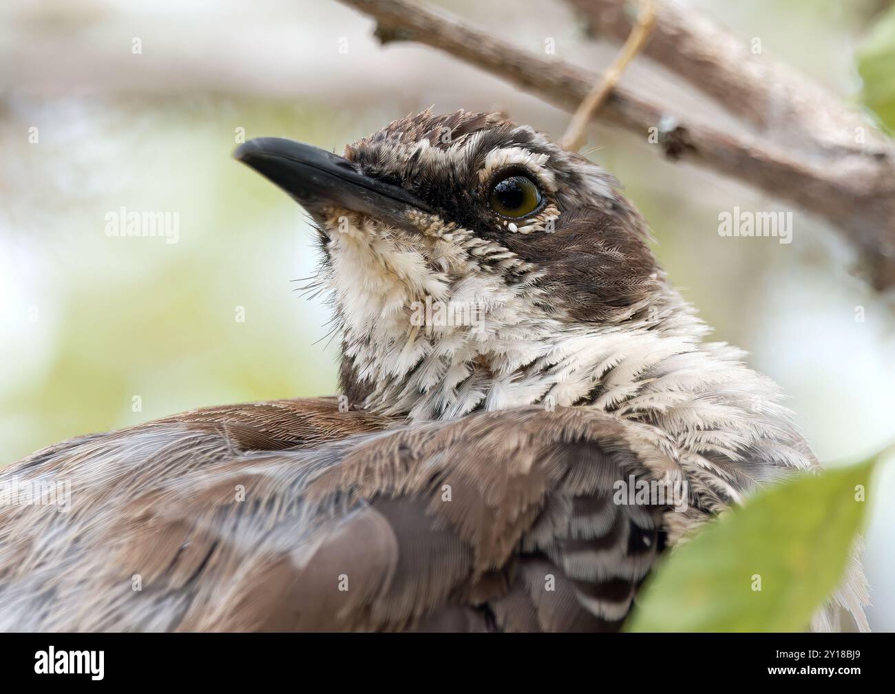 Galápagos mockingbird, Galápagosspottdrossel, Moqueur des Galápagos ...