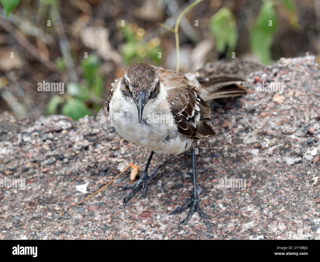 Galápagos mockingbird, Galápagosspottdrossel, Moqueur des Galápagos ...