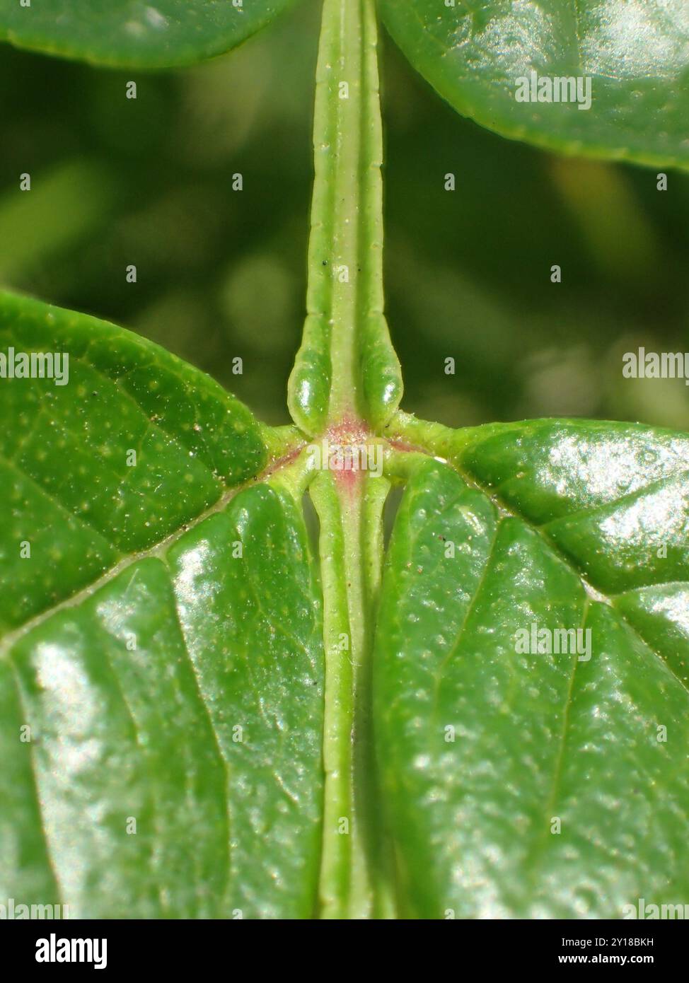 Sichuan Pepper (Zanthoxylum simulans) Plantae Stock Photo - Alamy