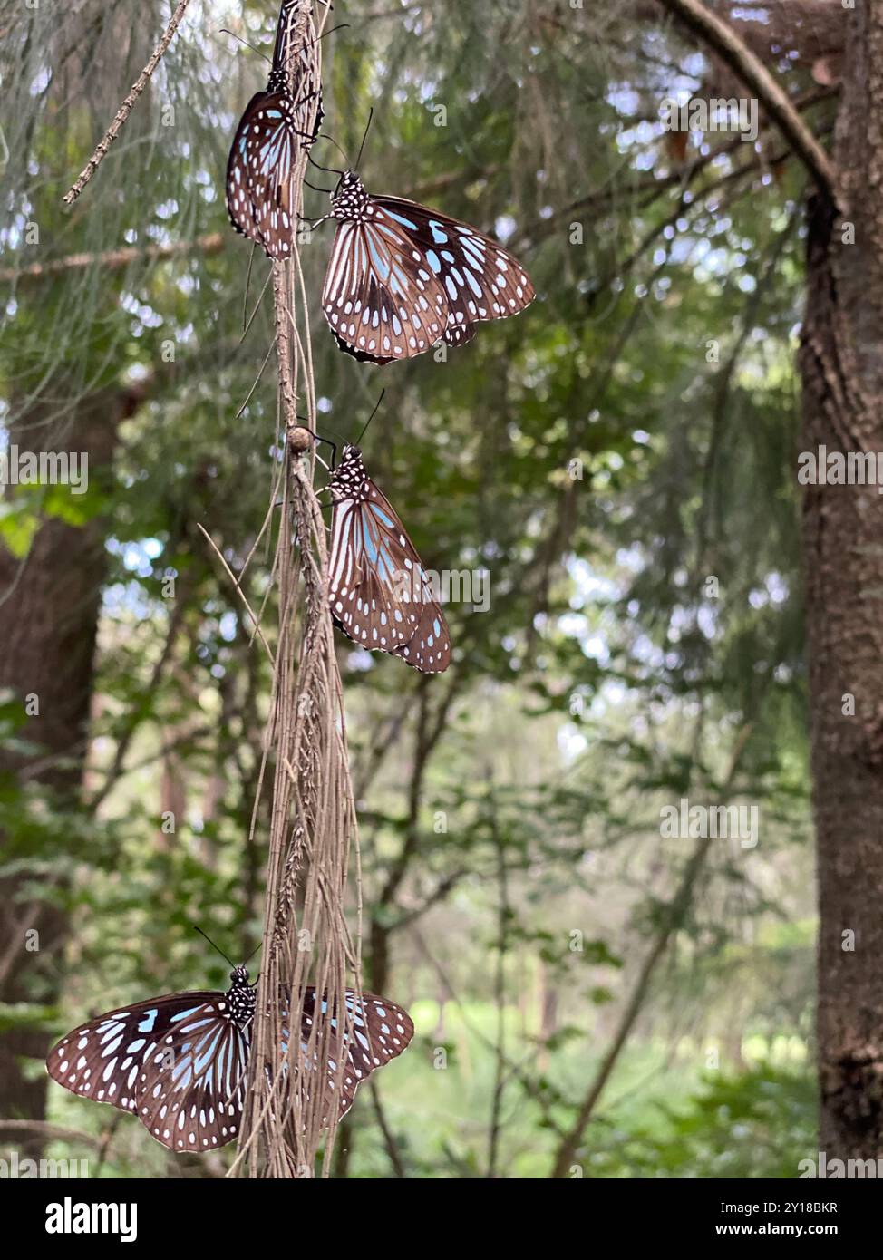 Blue Wanderer (Tirumala hamata) Insecta Stock Photo - Alamy