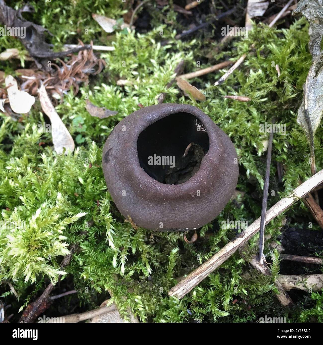 devil's urn (Urnula craterium) Fungi Stock Photo - Alamy