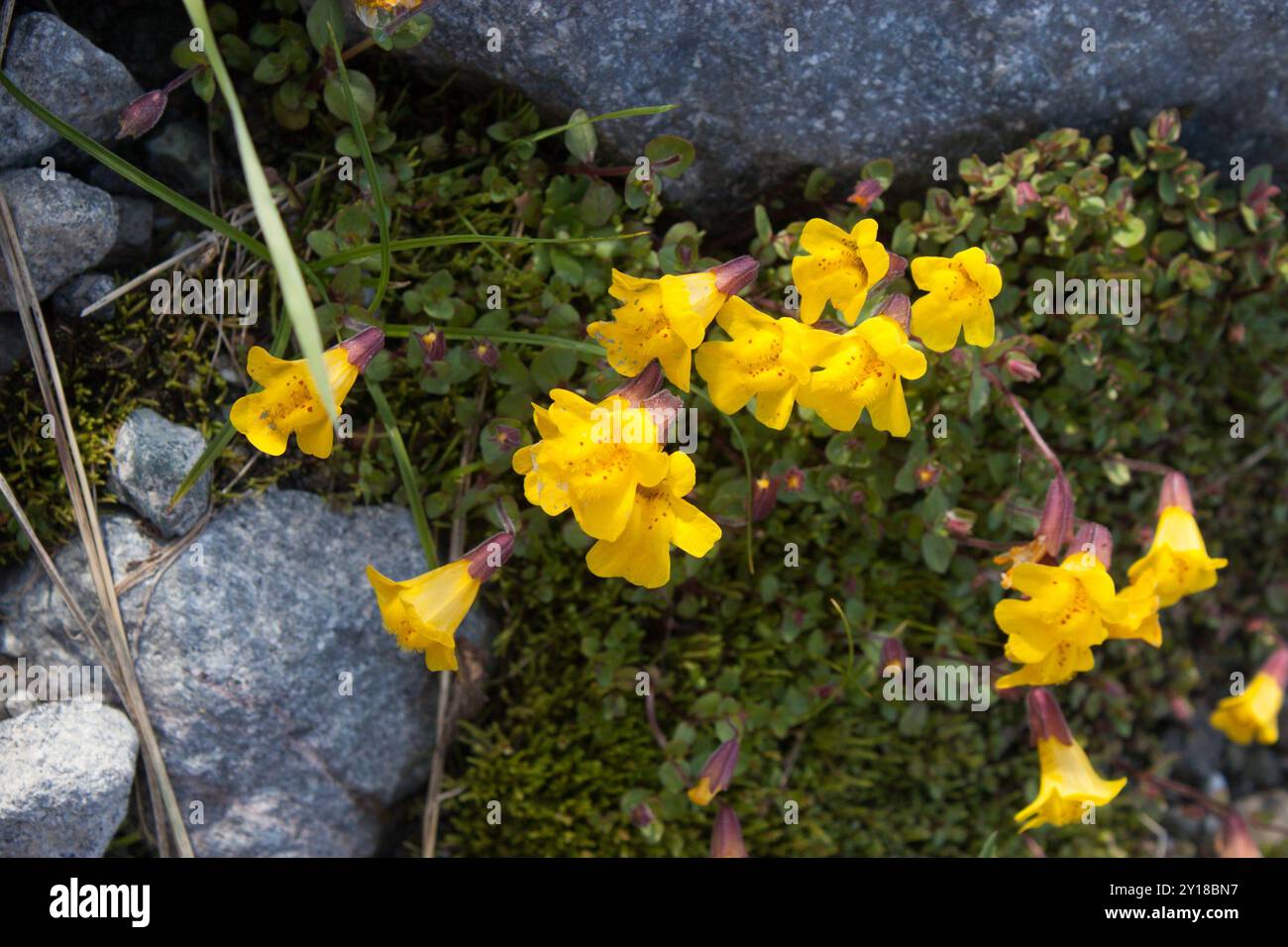 Subalpine Monkeyflower (Erythranthe caespitosa) Plantae Stock Photo - Alamy