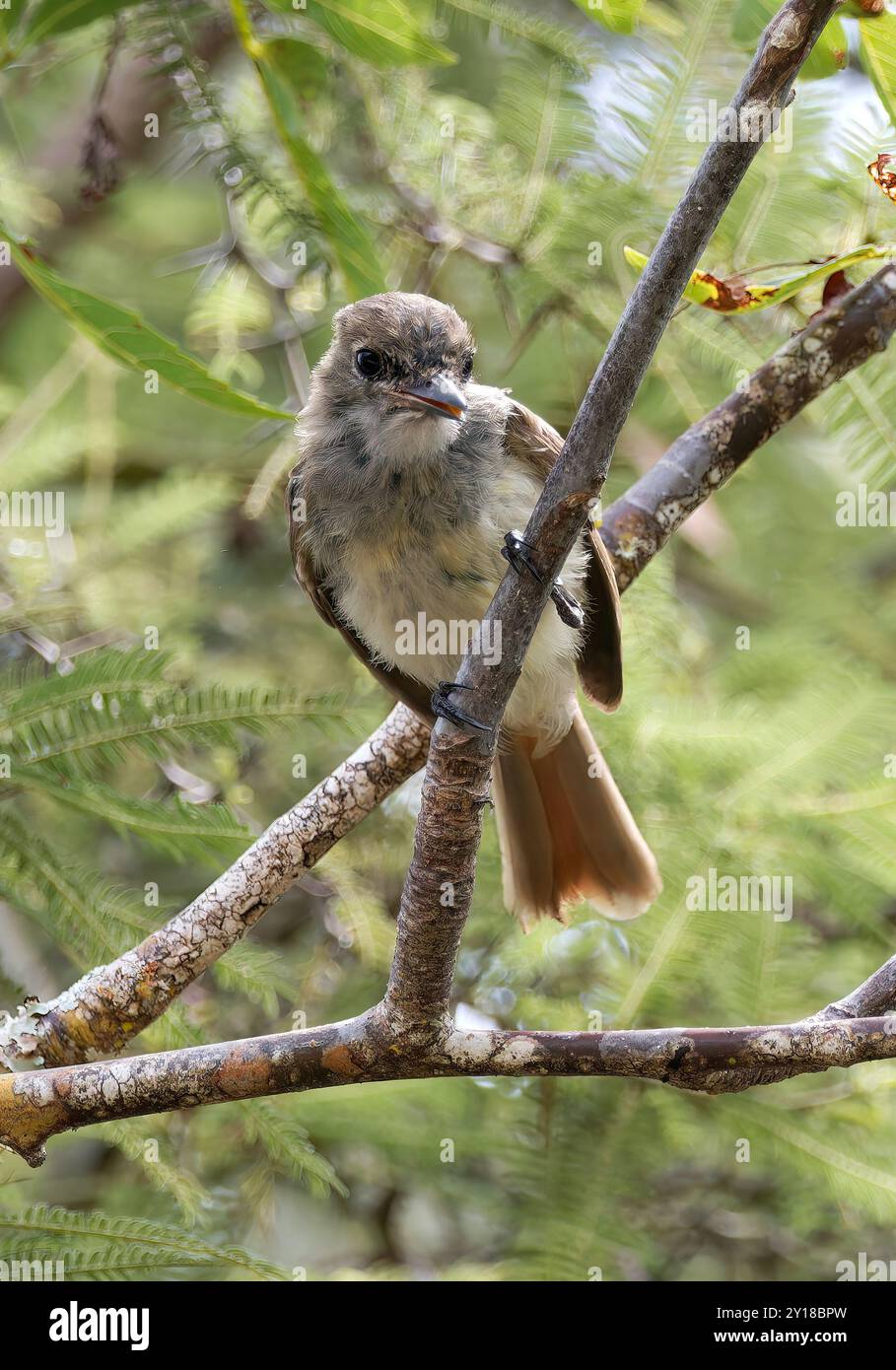 Galapagos flycatcher, Tyran des Galapagos, Myiarchus magnirostris ...