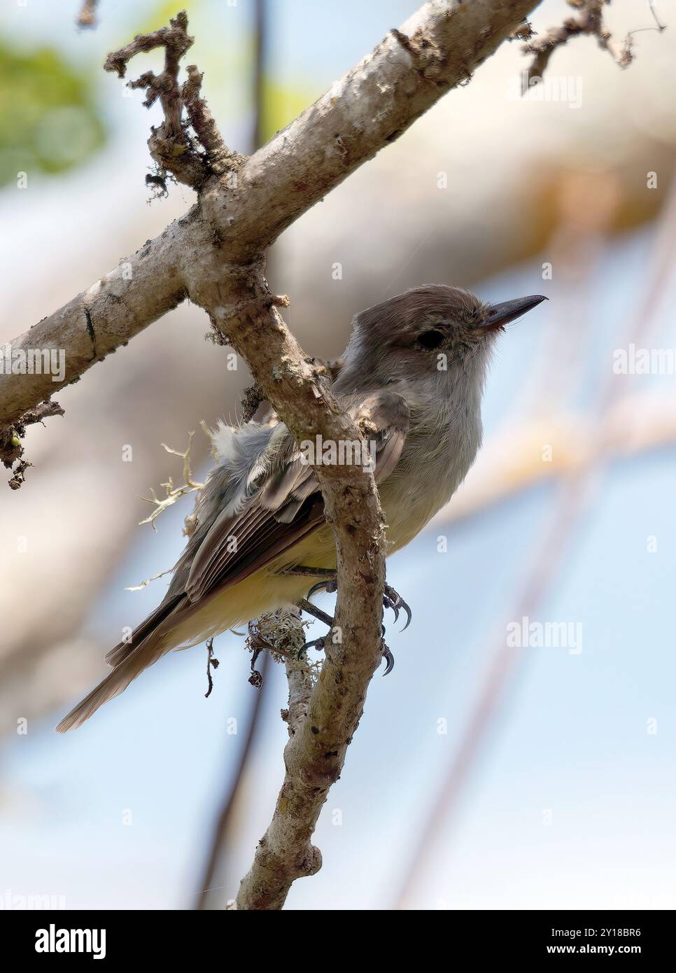 Galapagos flycatcher, Tyran des Galapagos, Myiarchus magnirostris ...