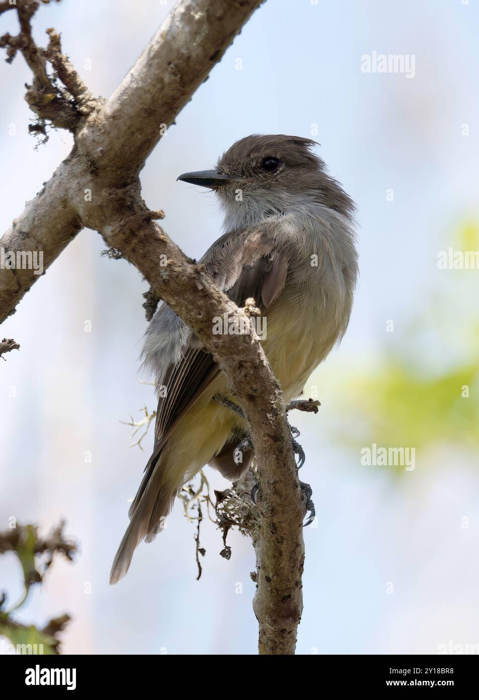 Galapagos flycatcher, Tyran des Galapagos, Myiarchus magnirostris ...