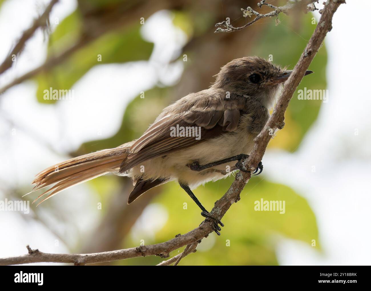 Galapagos flycatcher, Tyran des Galapagos, Myiarchus magnirostris ...