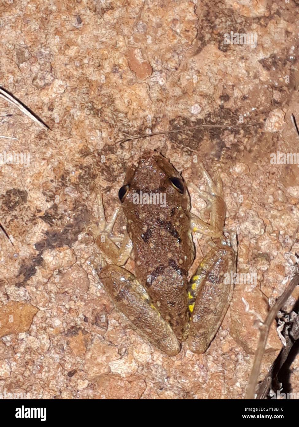 Fuscous-blotched Snouted Tree Frog (Scinax fuscovarius) Amphibia Stock ...