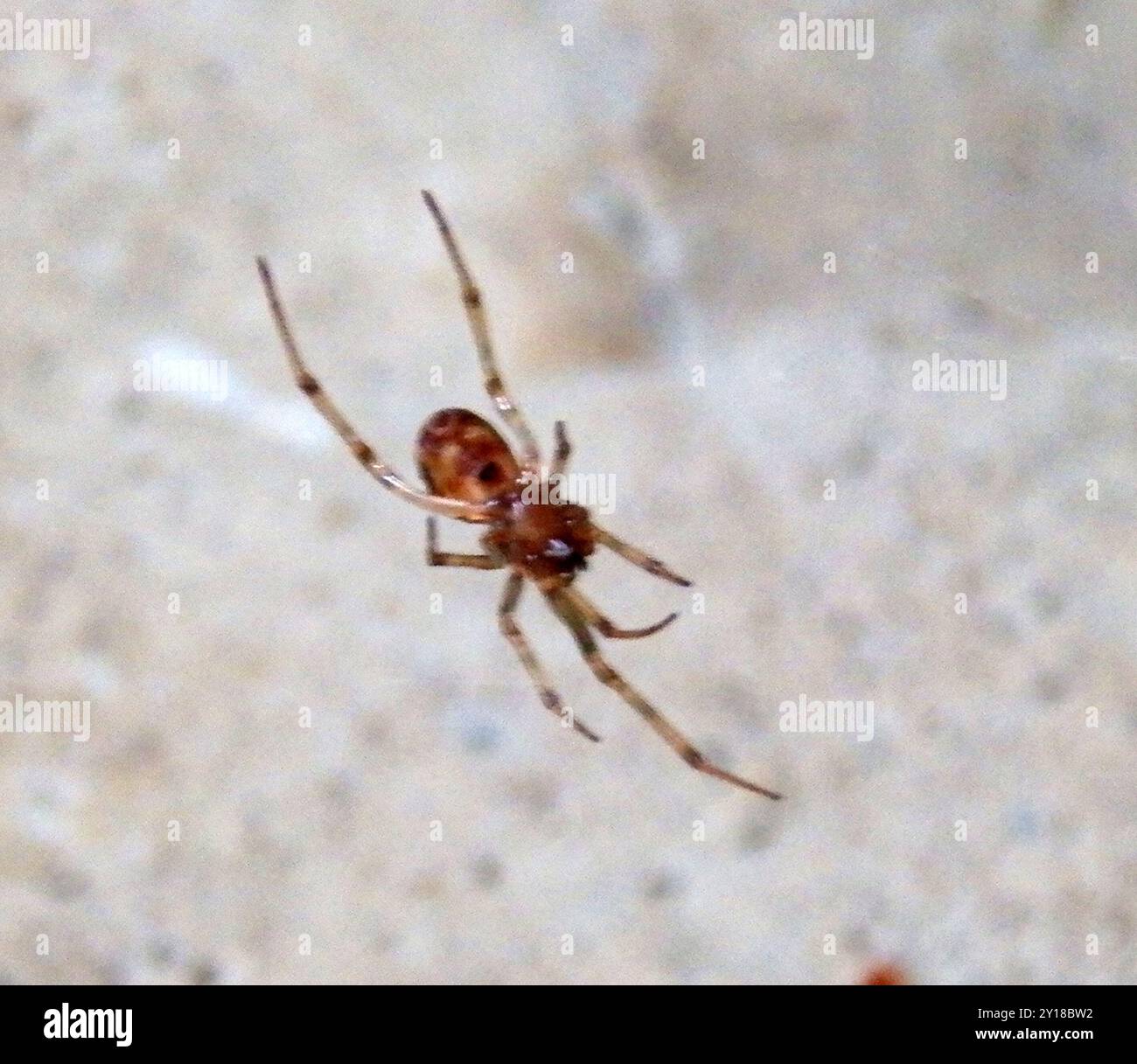 Comb-footed Spiders (Theridiidae) Arachnida Stock Photo - Alamy