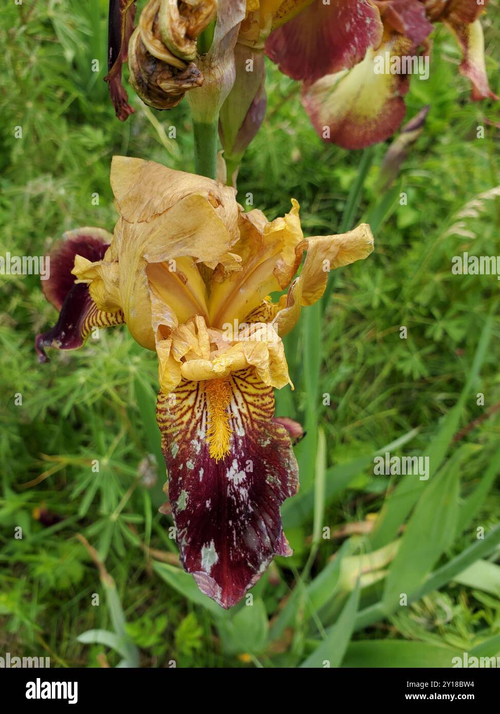 (Iris × hybrida) Plantae Stock Photo - Alamy