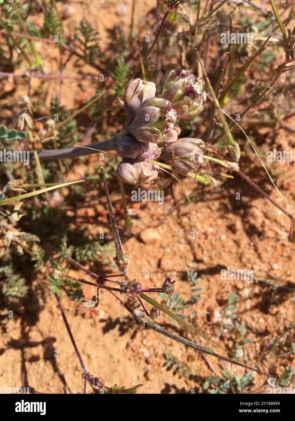 purple-nerve cymopterus (Vesper multinervatus) Plantae Stock Photo - Alamy