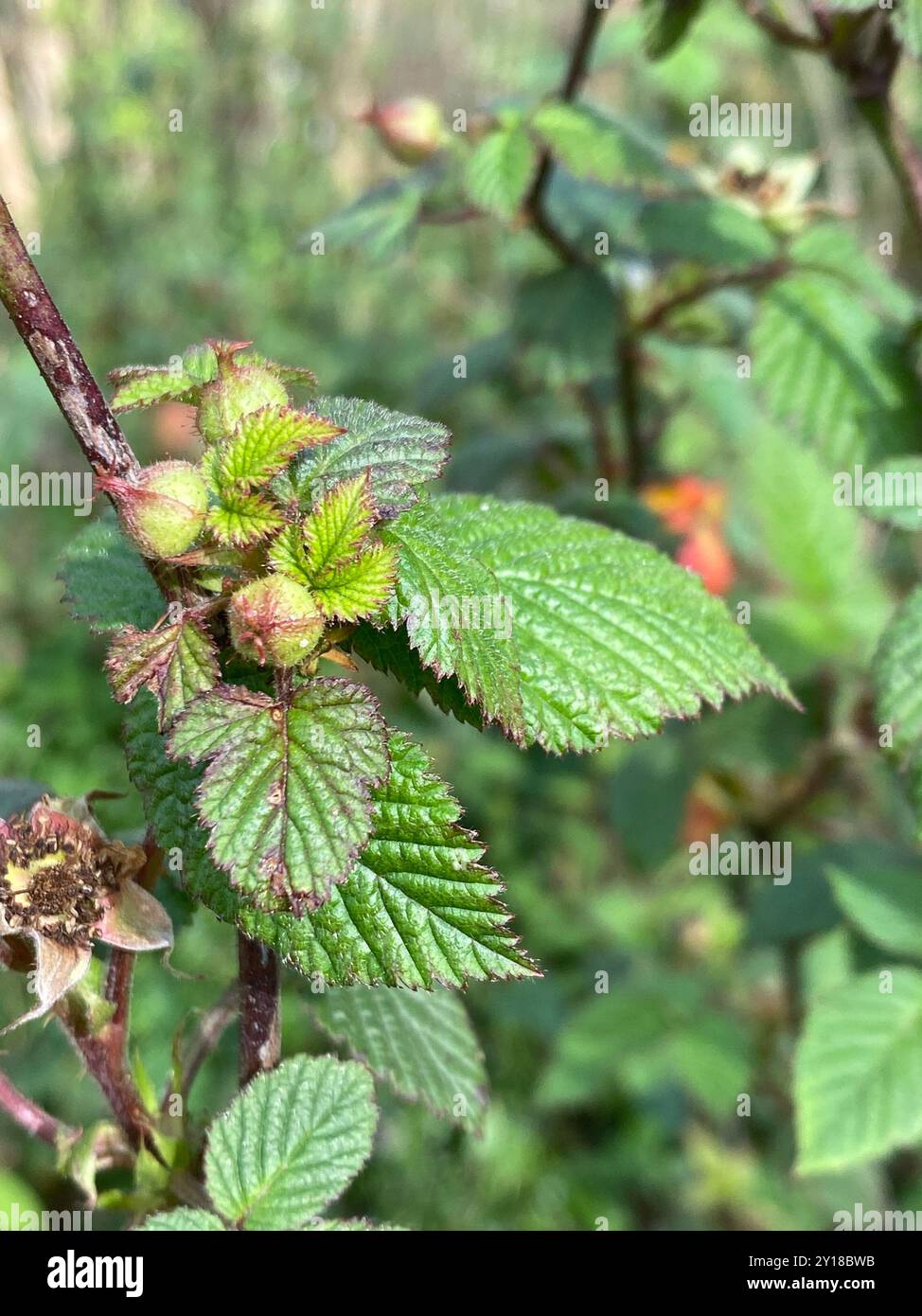 Rubus hirsutus hi-res stock photography and images - Alamy