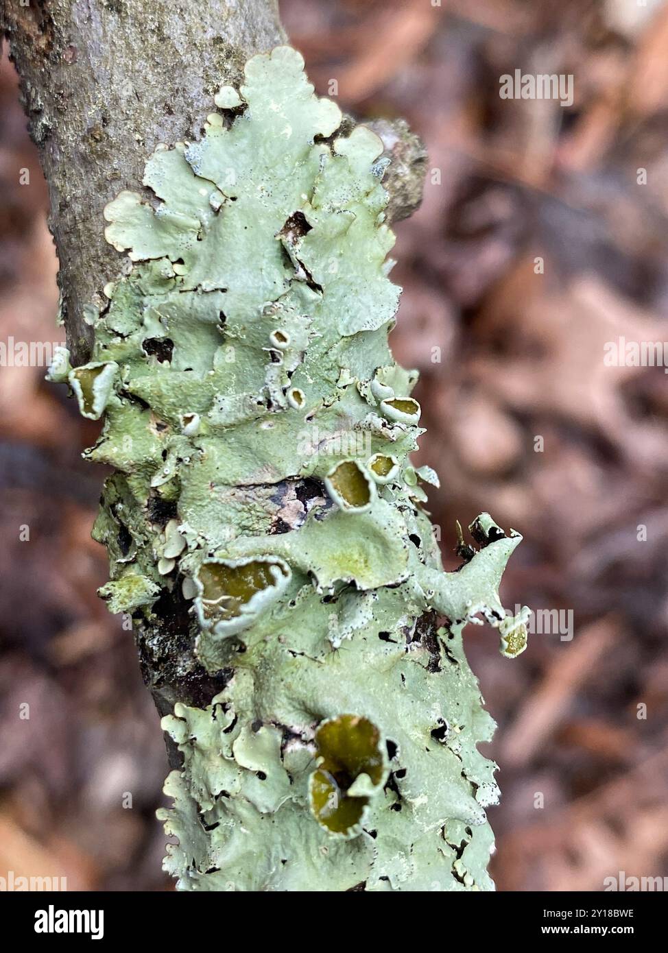 perforated ruffle lichen (Parmotrema perforatum) Fungi Stock Photo - Alamy