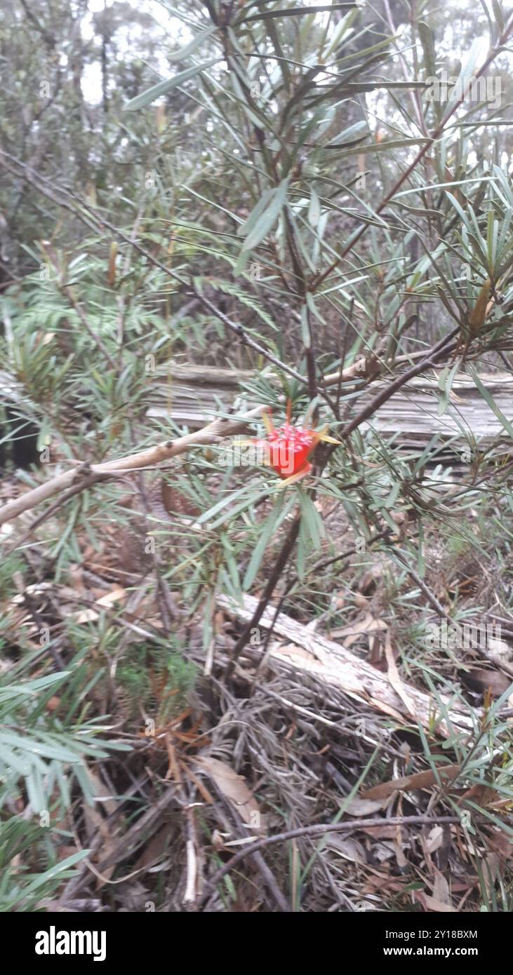Mountain Devil (Lambertia formosa) Plantae Stock Photo - Alamy