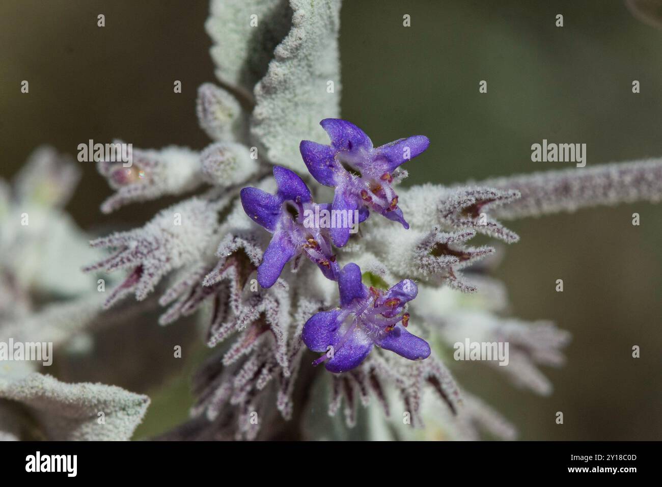desert lavender (Condea emoryi) Plantae Stock Photo - Alamy