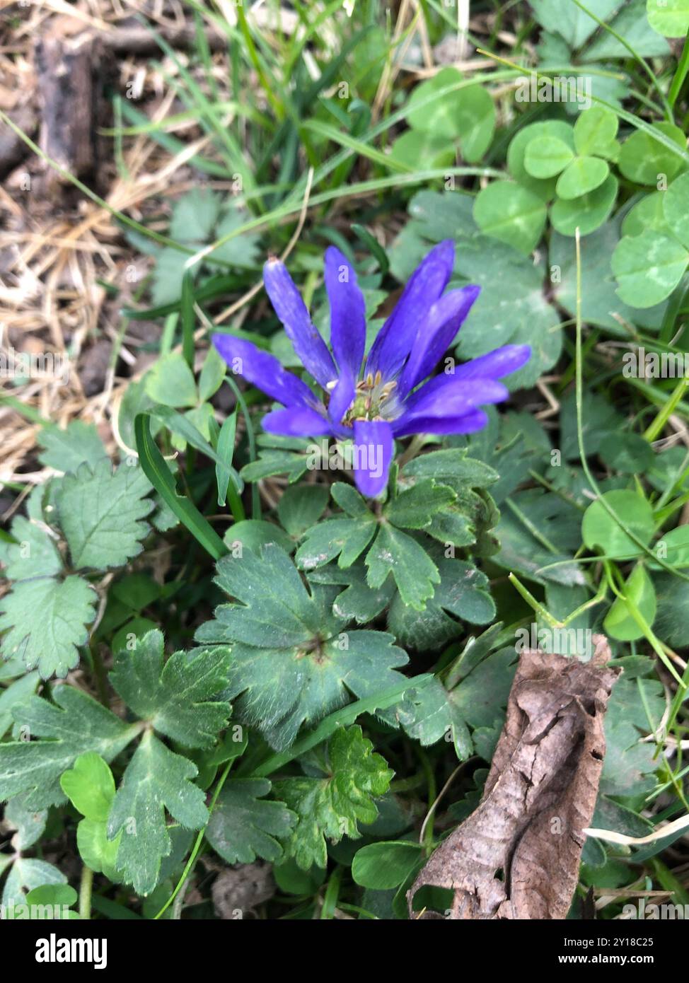 Greek Anemone (Anemonoides blanda) Plantae Stock Photo - Alamy