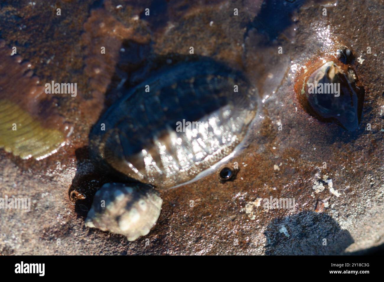 Stokes's Chiton (Chiton stokesii) Mollusca Stock Photo - Alamy