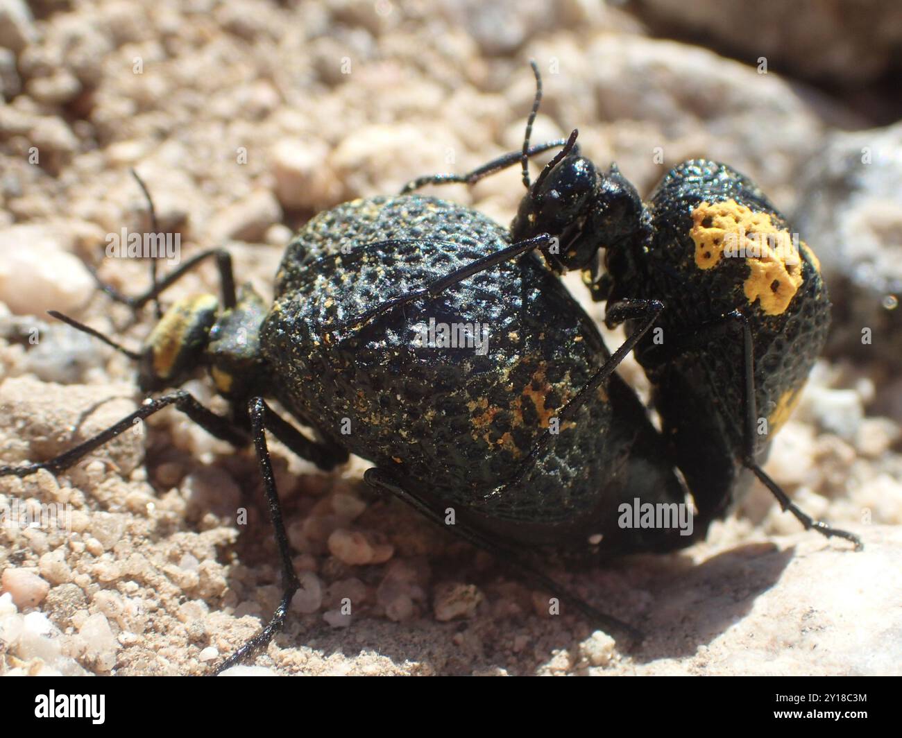 Inflated Beetle (Cysteodemus armatus) Insecta Stock Photo - Alamy