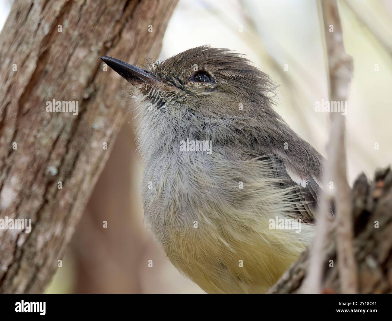 Galapagos flycatcher, Tyran des Galapagos, Myiarchus magnirostris ...