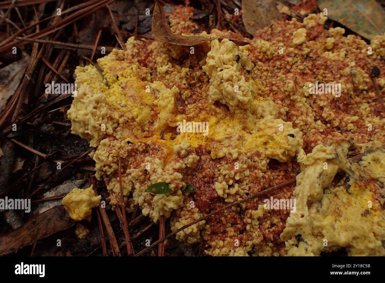Dog Vomit Slime Mold (Fuligo septica) Protozoa Stock Photo - Alamy