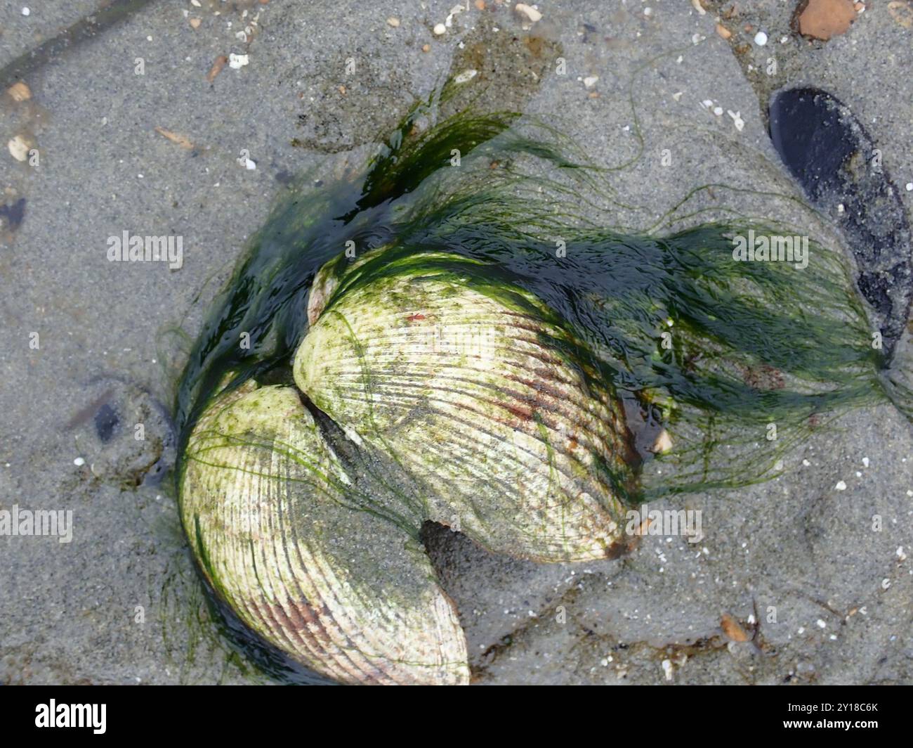 (Urospora wormskioldii) Plantae Stock Photo - Alamy