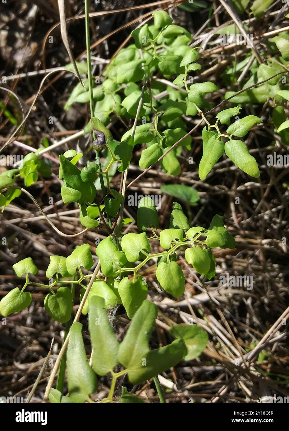 Climbing Maidenhair (Lygodium microphyllum) Plantae Stock Photo - Alamy