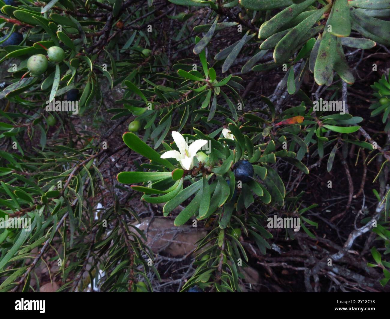(Persoonia muelleri) Plantae Stock Photo - Alamy