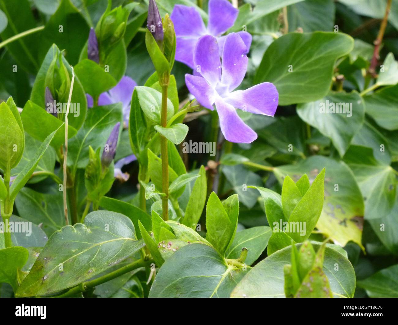 greater periwinkle (Vinca major) Plantae Stock Photo - Alamy
